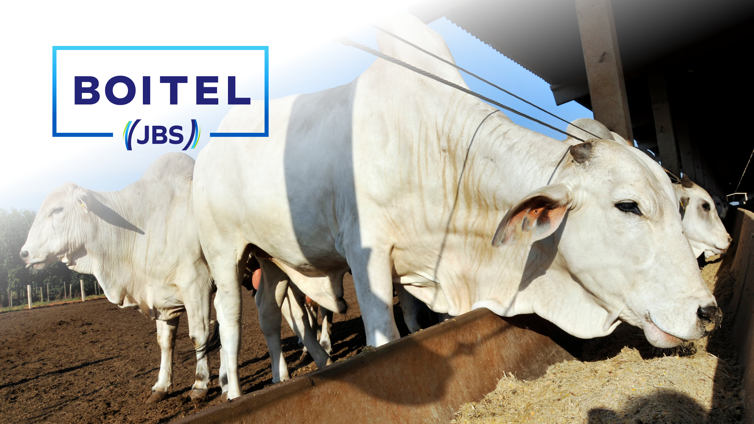 Boitel JBS | Friboi